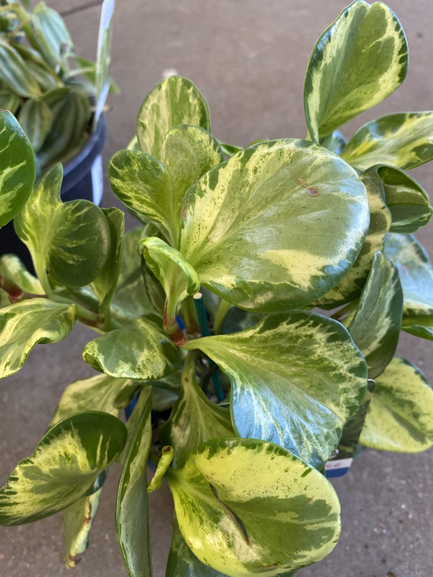 Peperomia - Green Gold - Guildford Garden Centre