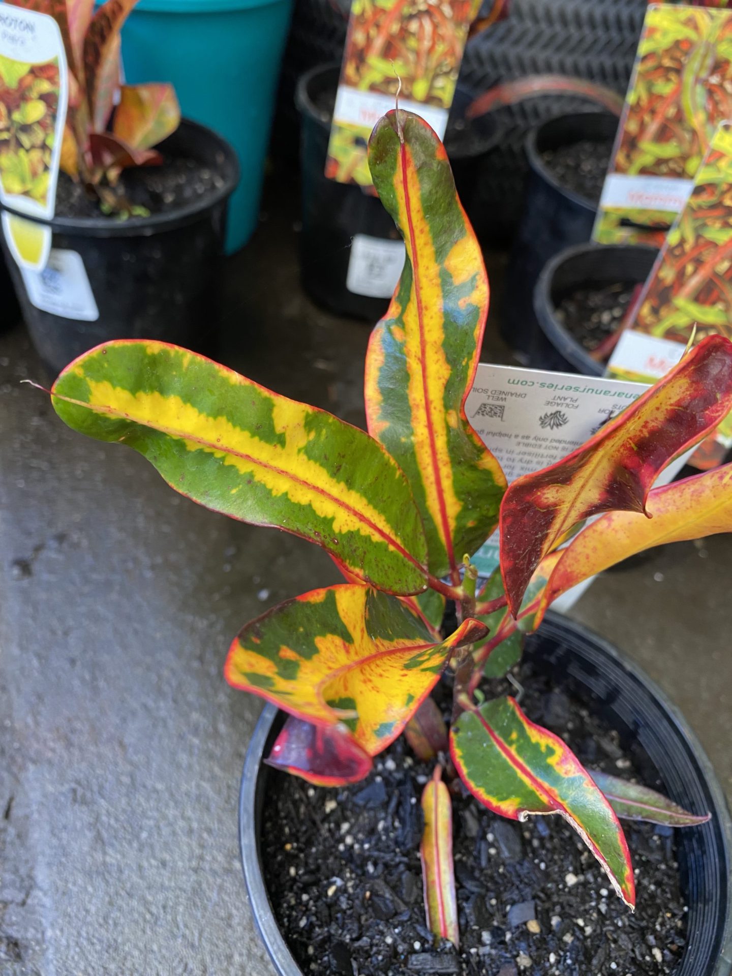 Croton - Mammy - Guildford Garden Centre