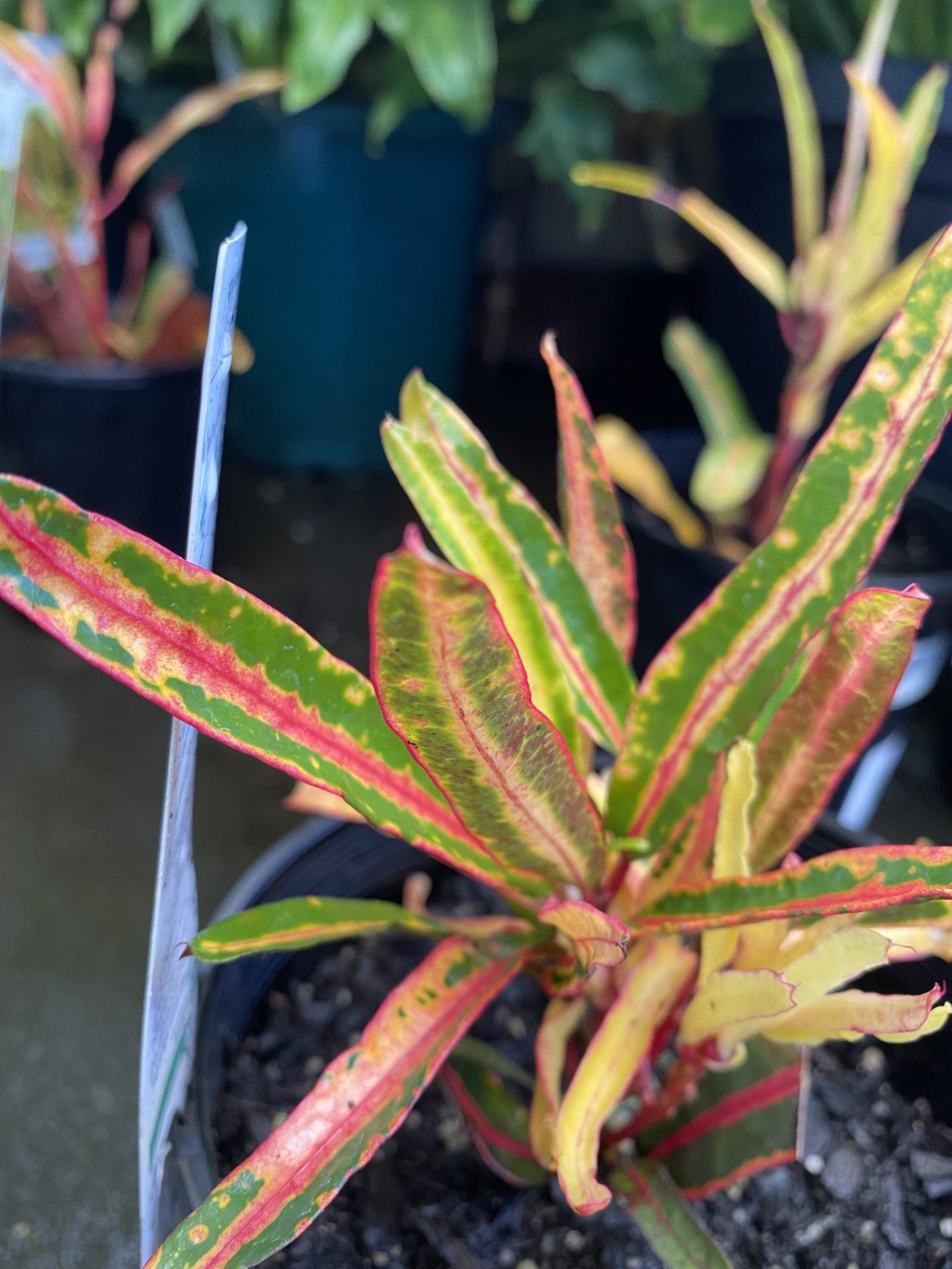 Croton - Little Mia - Guildford Garden Centre