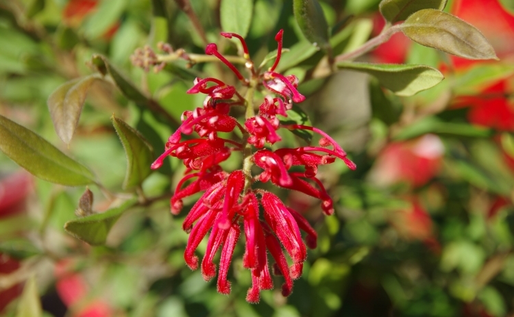 Grevillea - Deua Flame - Guildford Garden Centre