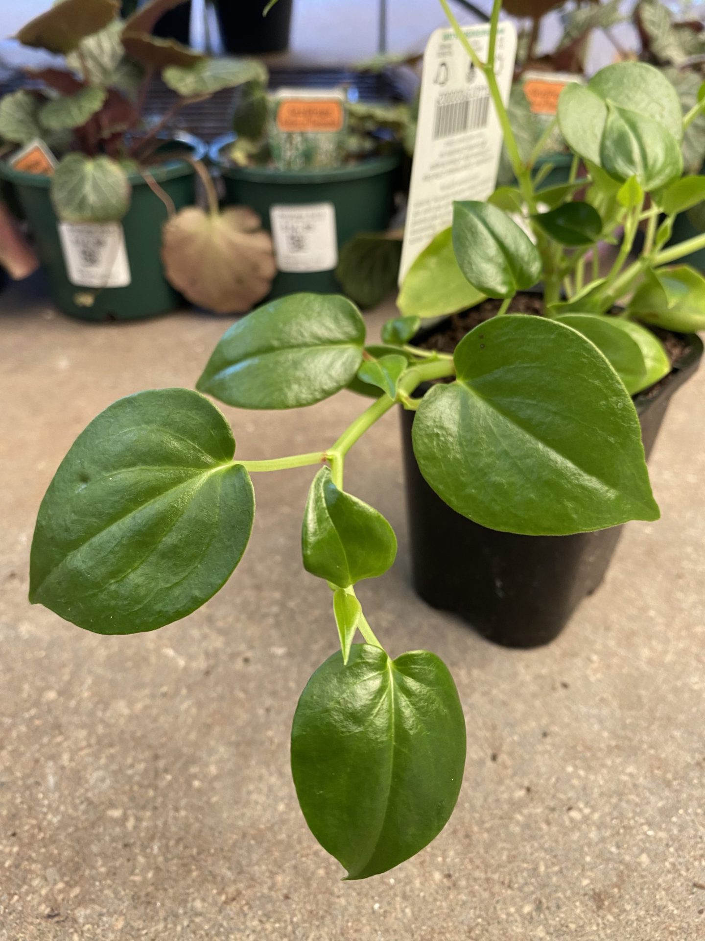 Peperomia scandens - Trailing Peperomia - Guildford Garden Centre