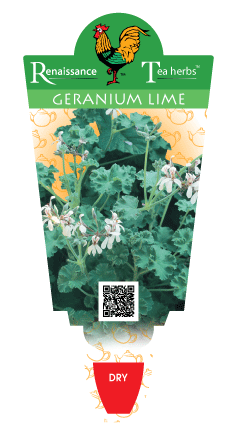 Geranium - Lime - Renaissance Herbs - Guildford Garden Centre