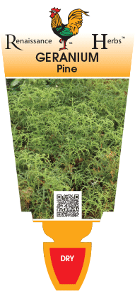 Geranium - Pine Scented - Renaissance Herbs - Perth Garden Centre