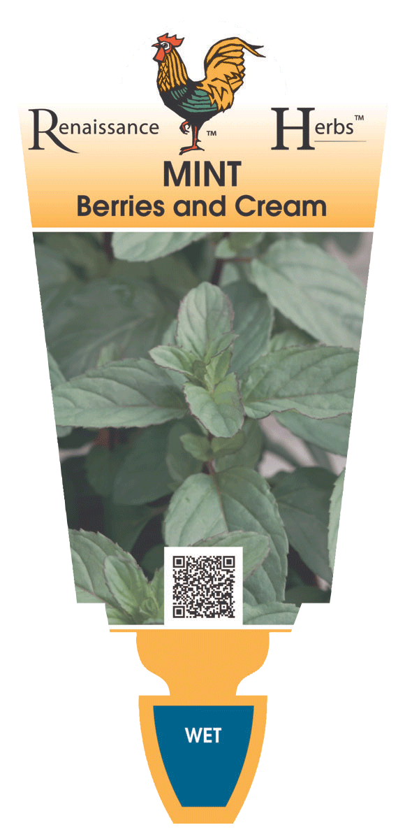 Mint - Berries & Cream - Renaissance Herbs - Perth, WA - Garden Centre
