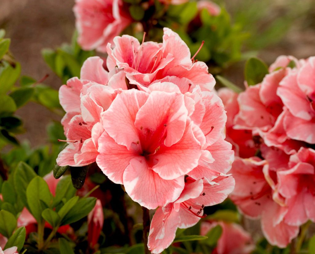 Azalea - Encore Autumn Sunburst - Guildford Garden Centre