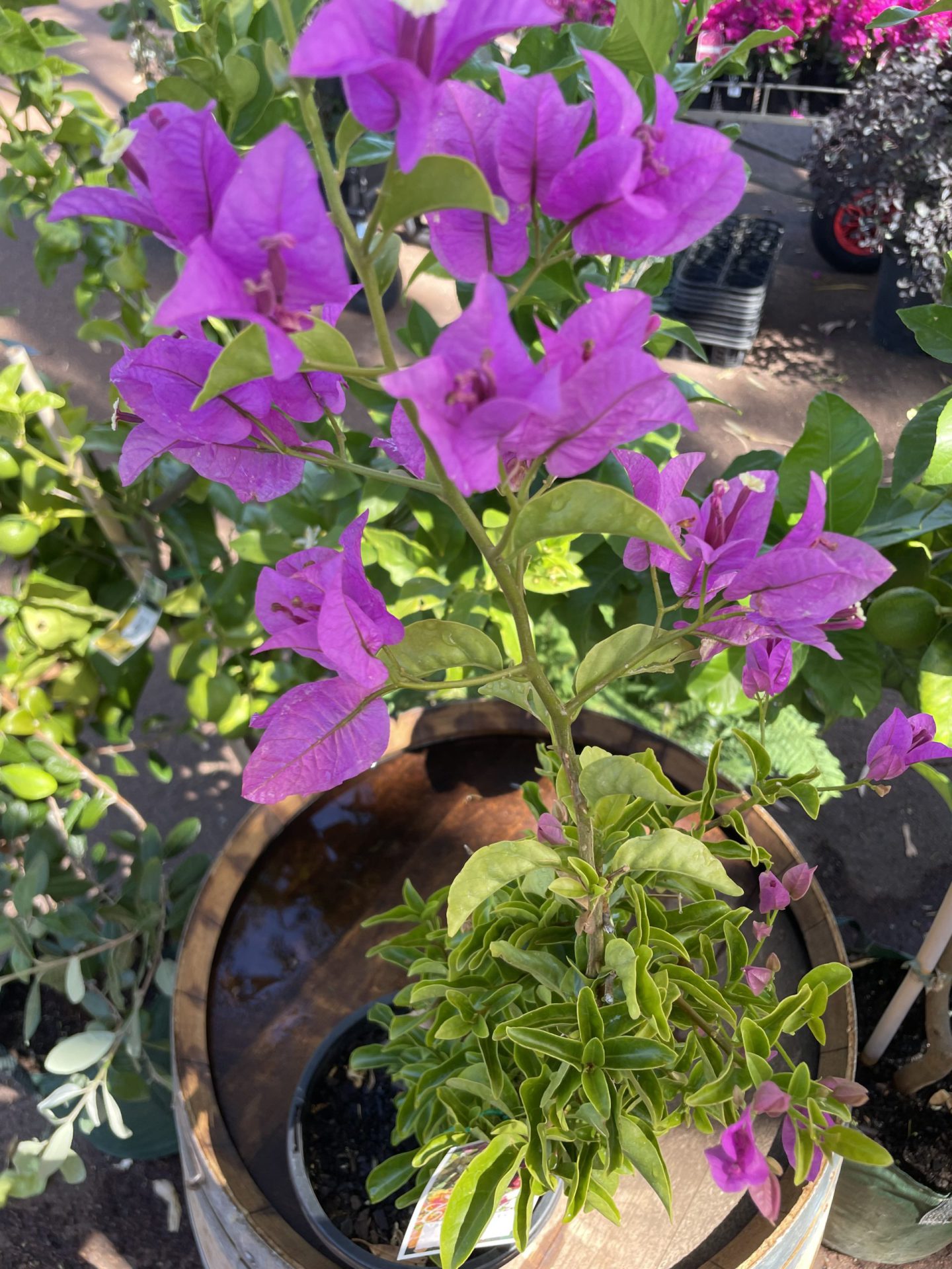Bougainvillea - Purple Cascade - Guildford Garden Centre