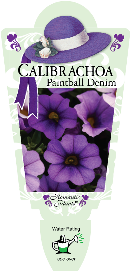 Calibrachoa - Paintball Denim - Romantic Plants - Perth Garden Centre
