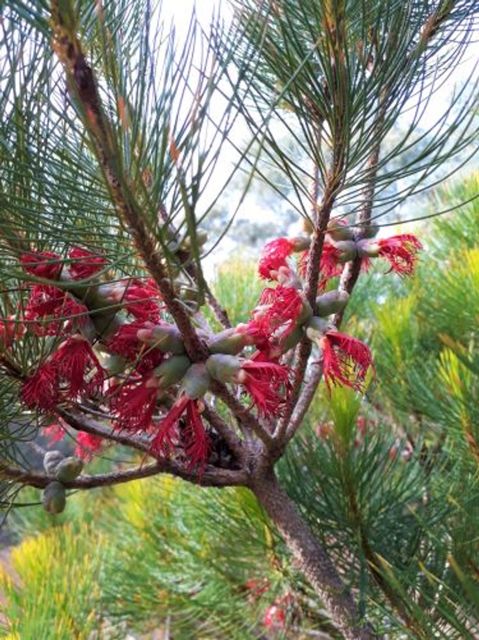 Calothamnus - One Sided Bottlebrush - Guildford Garden Centre