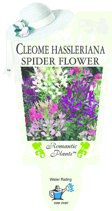 Cleome - Spider Flower - Romantic Plants - Perth, WA - Garden Centre