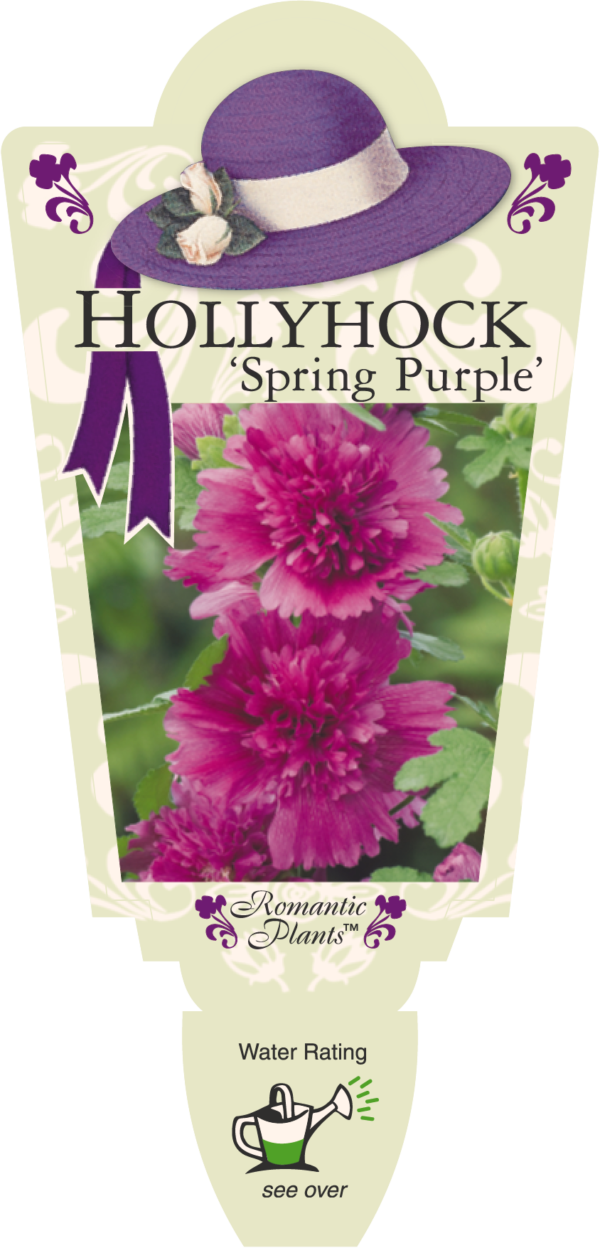 Hollyhock - Spring Purple - Romantic Plants - Perth, WA - Garden Centre