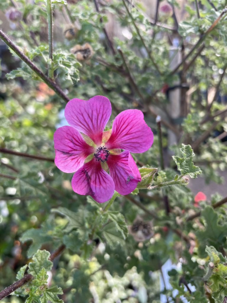 Anisodontea - African Rose Mallow - Standard - Perth, WA - Garden Centre