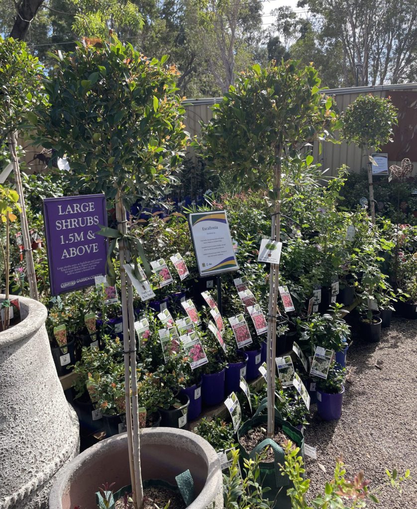 Syzygium - Bush Christmas - Topiary Standard - Guildford Garden Centre