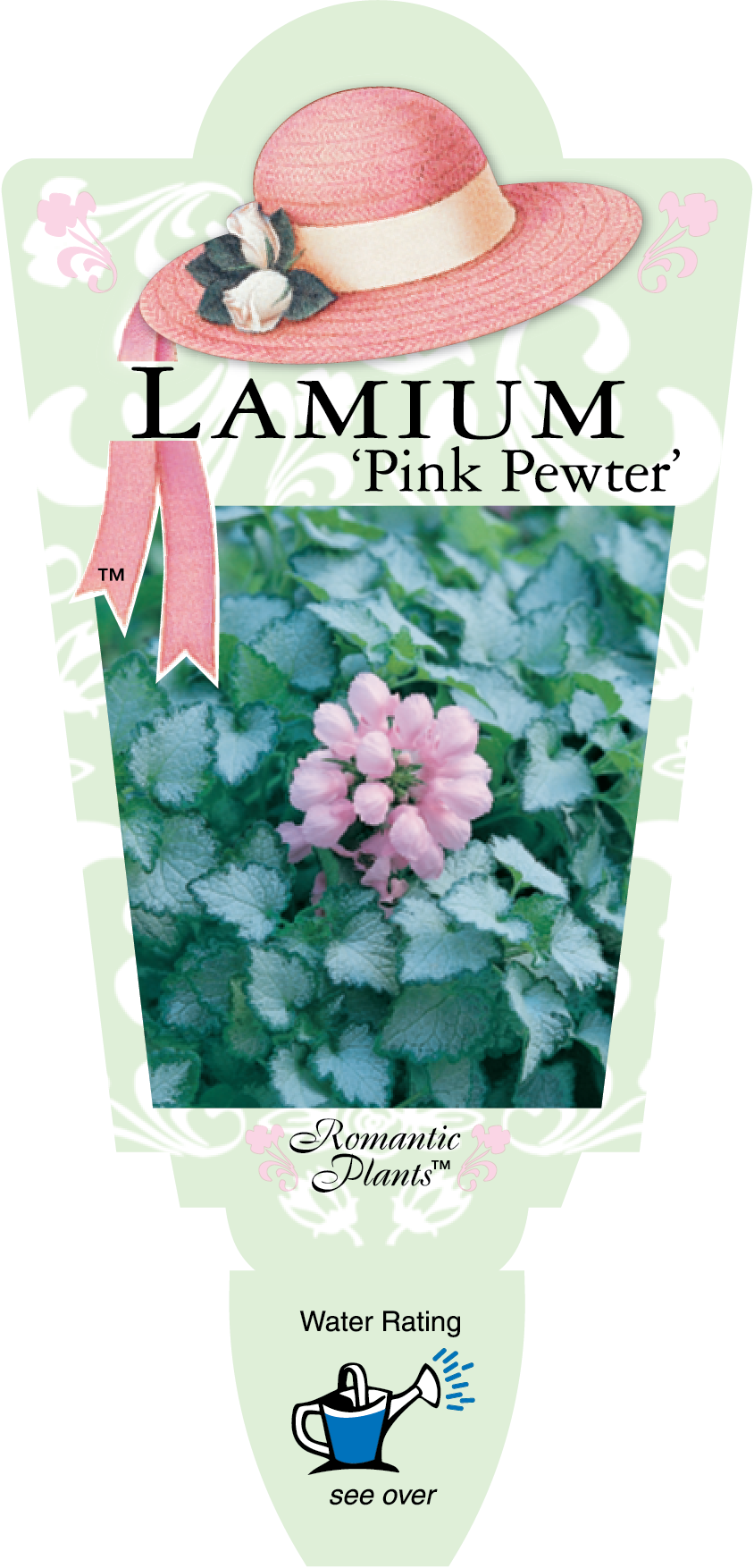 Lamium - Pink Pewter - Romantic Plants - Perth, WA - Garden Centre