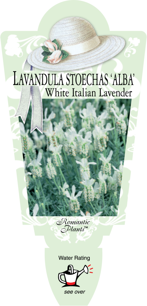 Lavender - Italian - White - Romantic Plants - Perth, WA - Garden Centre