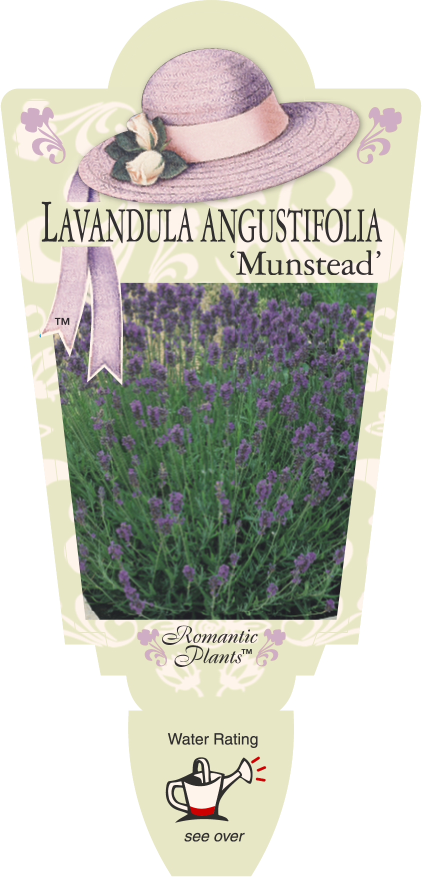 Lavender - Munstead - Romantic Plants - Perth, WA - Garden Centre