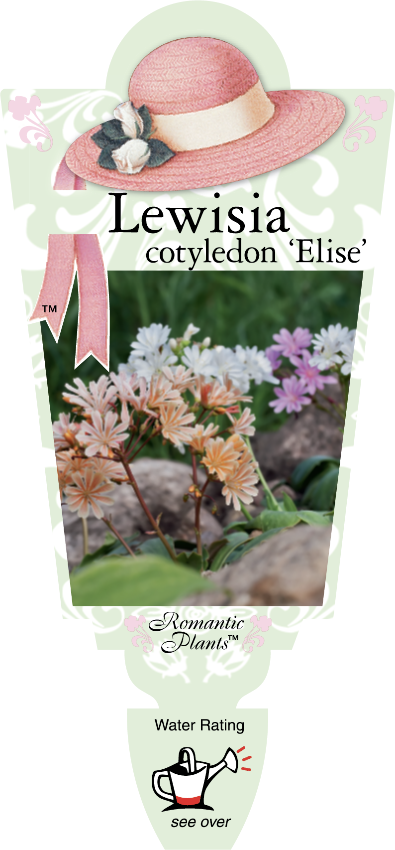 Lewisia - Elise - Romantic Plants - Guildford Garden Centre