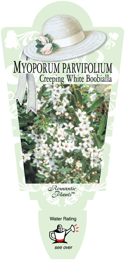 Myoporum Parvifolium - White - Romantic Plants - Perth Garden Centre