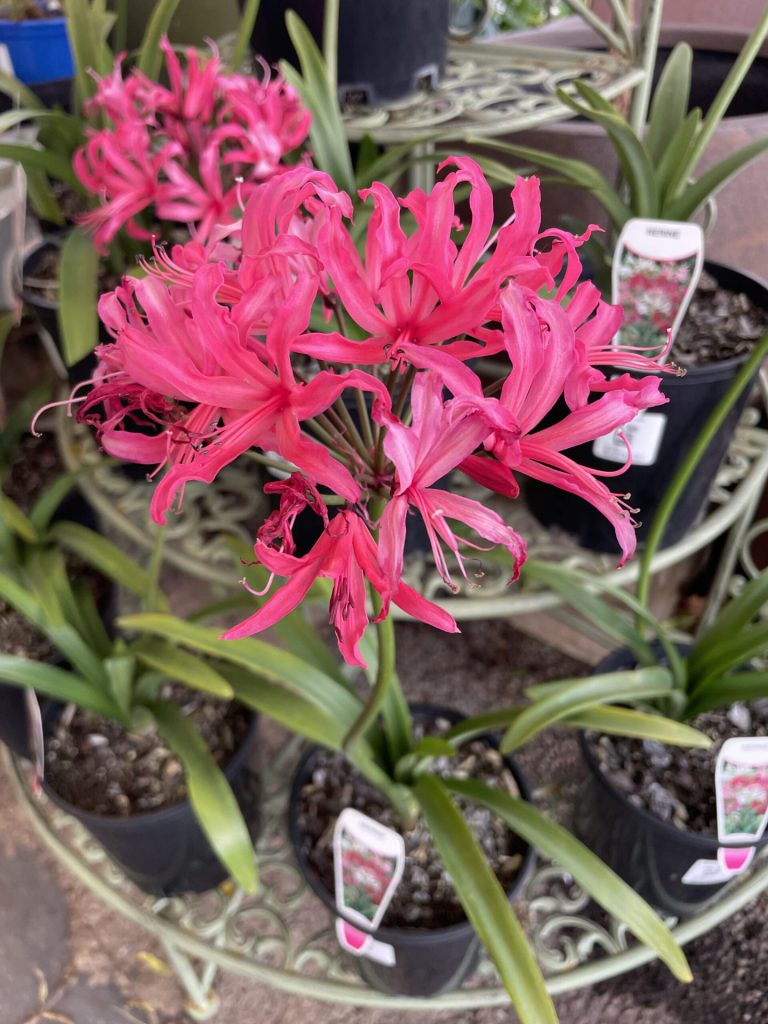 Nerine - Pink - Guildford Garden Centre