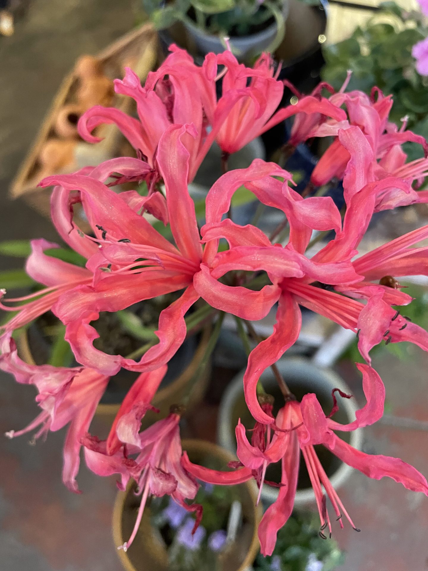 Nerine - Pink - Guildford Garden Centre