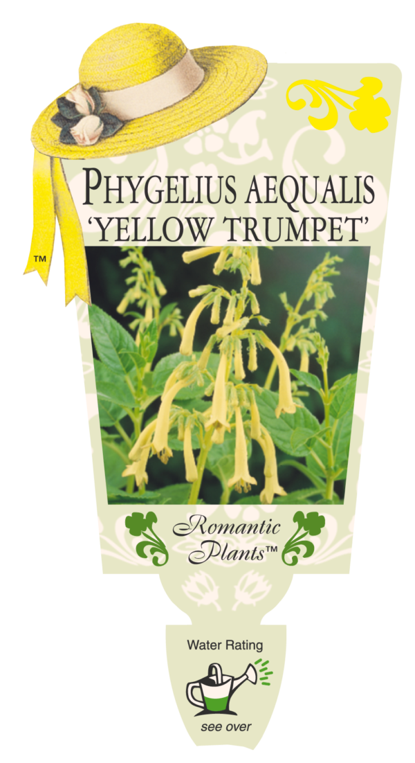 Phygelius - Yellow Trumpet - Romantic Plants - Perth, WA - Garden Centre
