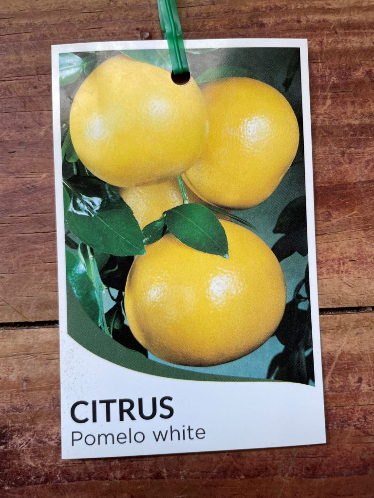 Pummelo/Pomelo - White - Guildford Garden Centre