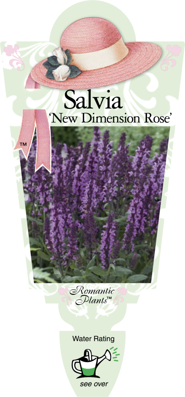 Salvia - New Dimension Rose - Romantic Plants - Perth Garden Centre