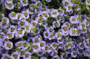 Scaevola - Purple Fanfare - Romantic Plants - Perth, WA - Garden Centre