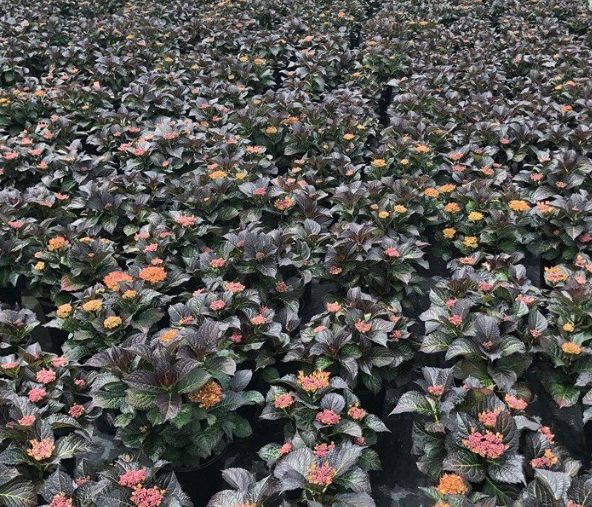 Hydrangea - Tuxedo - Assorted - Guildford Garden Centre