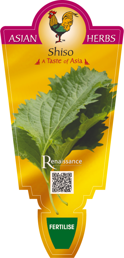 Shiso - Renaissance Herbs - Guildford Garden Centre