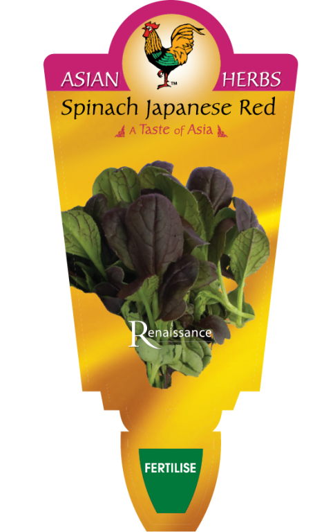 Spinach - Japanese Komatsuna Red - Renaissance Herbs - Perth, WA