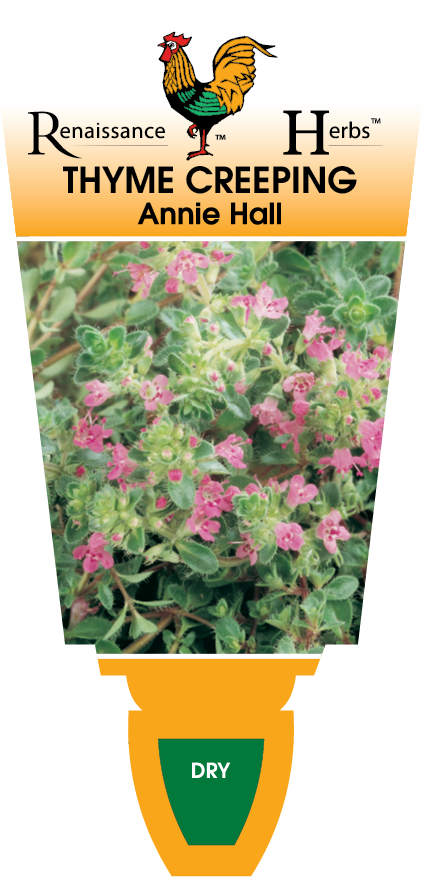 Thyme - Creeping - Annie Hall - Renaissance Herbs - Perth Garden Centre