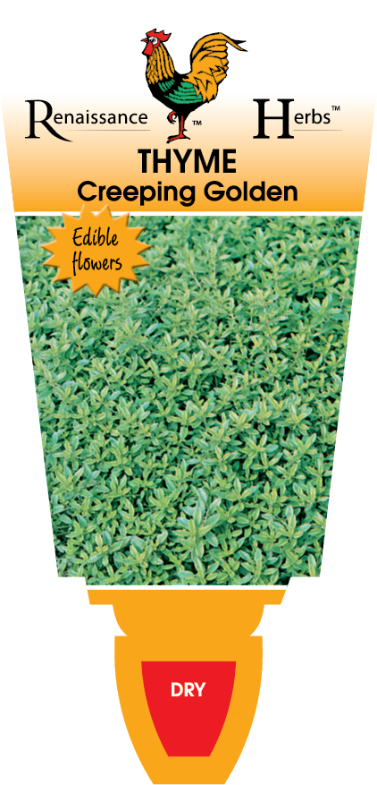 Thyme - Creeping - Golden - Renaissance Herbs - Perth Garden Centre