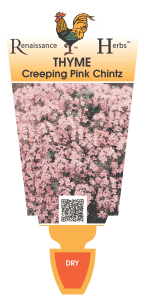 Thyme - Creeping - Pink Chintz - Renaissance Herbs - Garden Centre