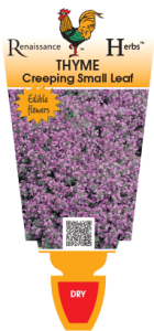 Thyme - Creeping - Small Leaf - Renaissance Herbs - Garden Centre