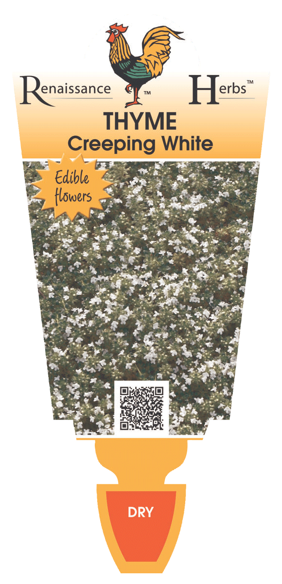 Thyme - Creeping - White - Renaissance Herbs - Perth Garden Centre
