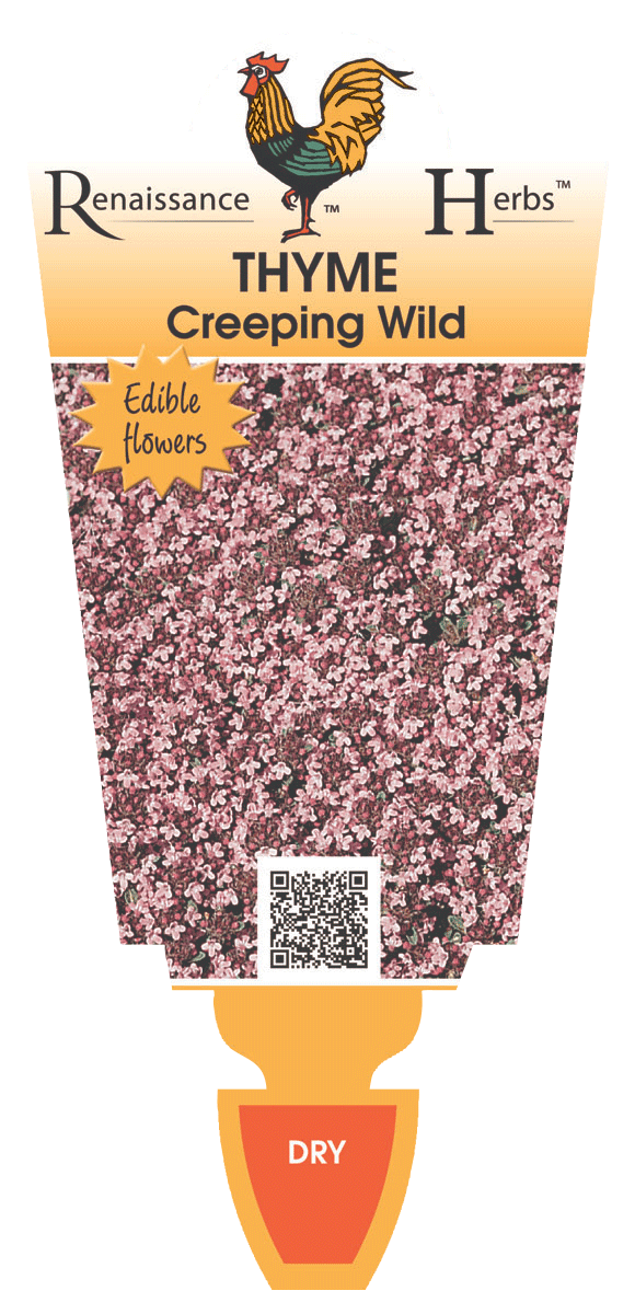 Thyme - Creeping - Wild - Renaissance Herbs - Perth Garden Centre