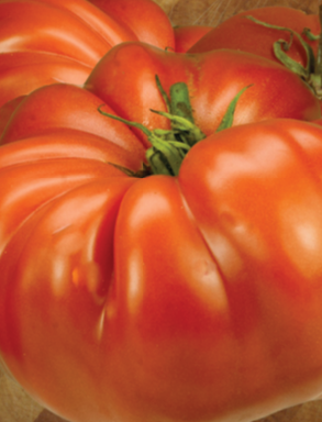 Tomato - Giant Tree - Metro Gardener - Guildford Garden Centre