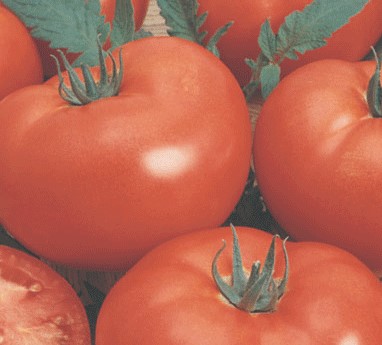 Tomato - Grosse Lisse - Metro Gardener - Perth, WA - Garden Centre