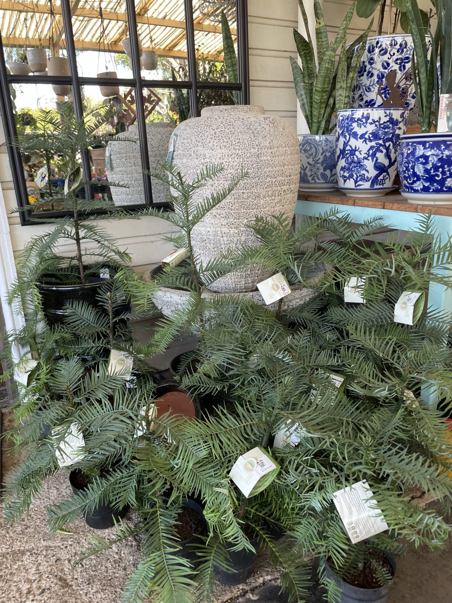 Wollemi Pine - Guildford Garden Centre