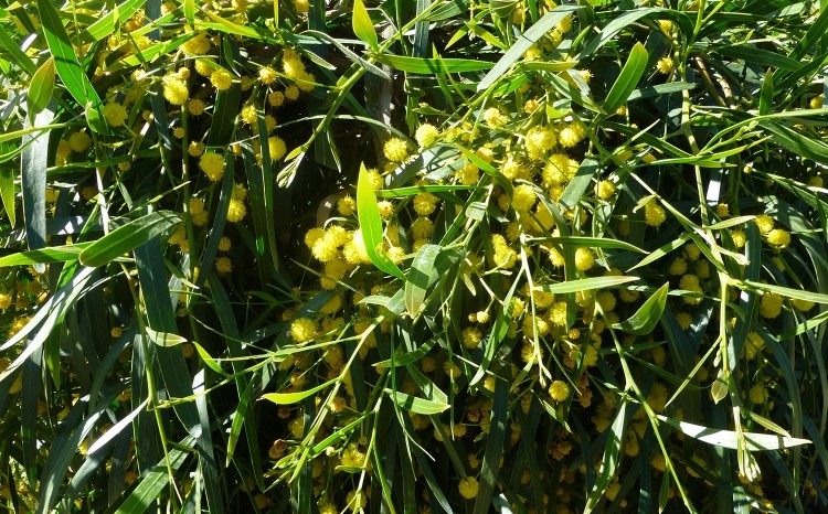 Acacia saligna - Prostrate - Guildford Garden Centre