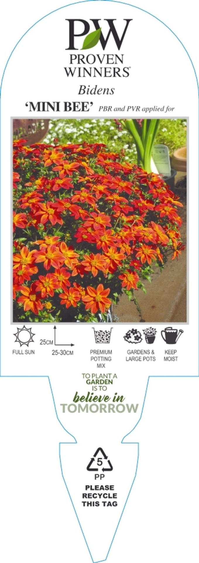 Bidens - Mini Bee - Guildford Garden Centre