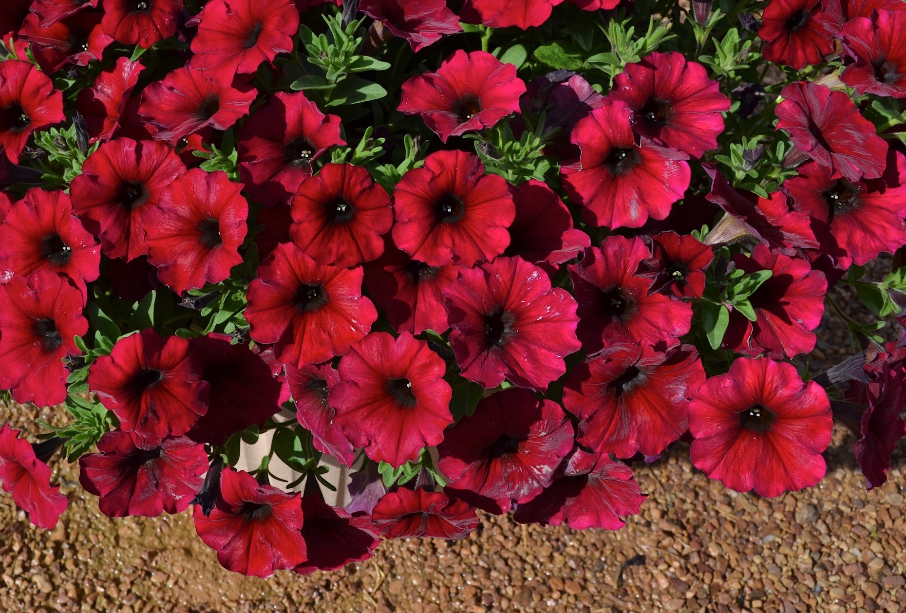 Petchoa - Bordeaux Supercal Premium - Perth, WA - Garden Centre