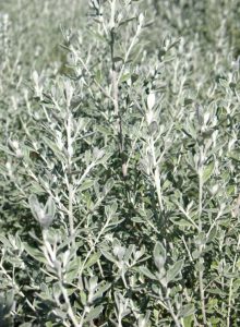 Olearia - Coastal Daisy Bush - Guildford Garden Centre