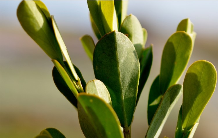 Templetonia - Cockies Tongues - Guildford Garden Centre