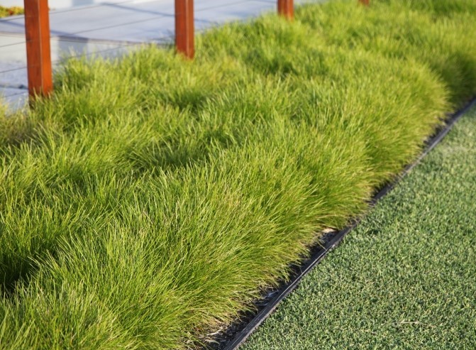 Lomandra - Little Con - Guildford Garden Centre