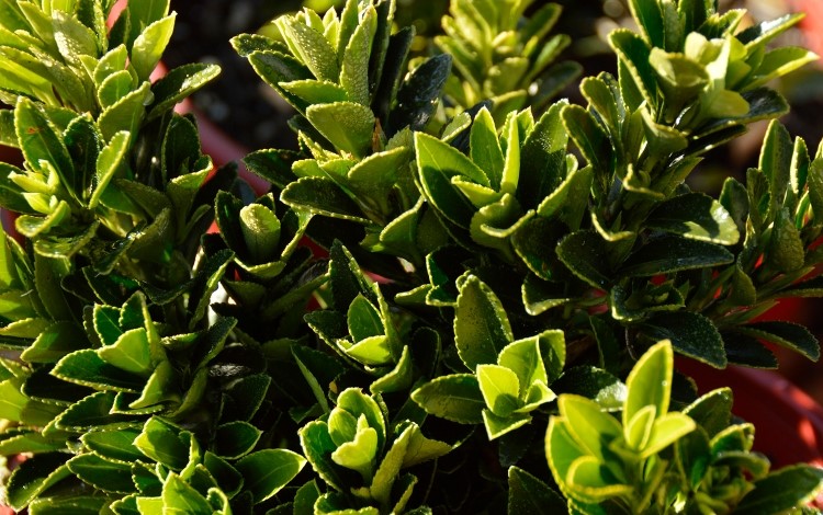 Euonymus - Easy Hedge - Guildford Garden Centre