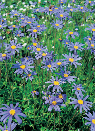 Felicia - Forever Blue - Guildford Garden Centre