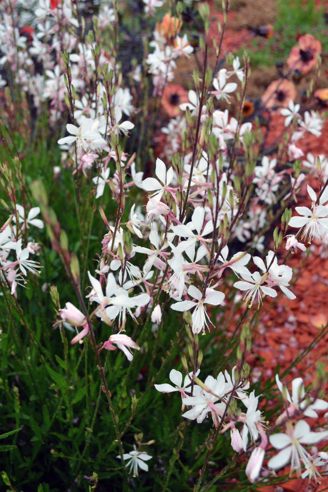 Gaura - White - Guildford Garden Centre