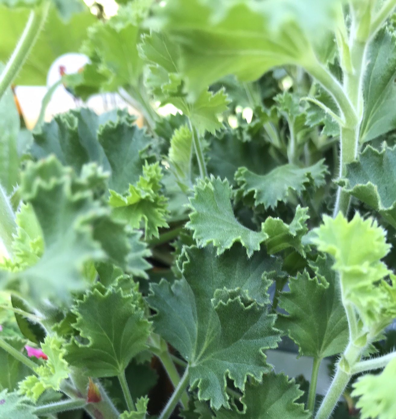 Geranium - Scented - Romantic Plants - Guildford Garden Centre