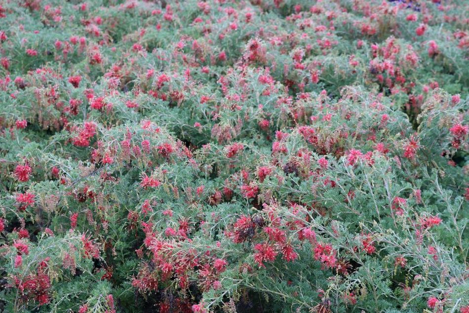 Grevillea - Gilt Dragon - Guildford Garden Centre